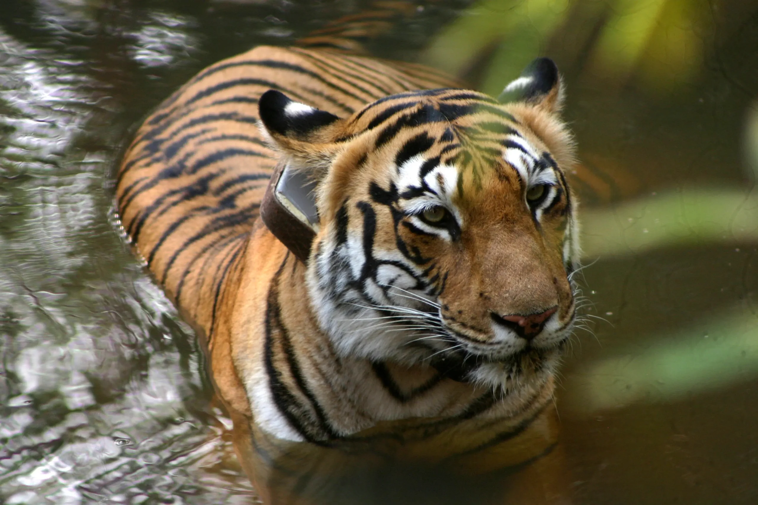 Gps wildlife tracking - Security GPS